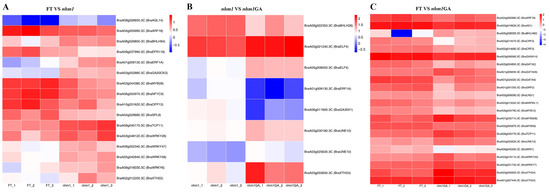 The Role of BrKS in Leafy Head Formation Was Confirmed by Two Allelic ...