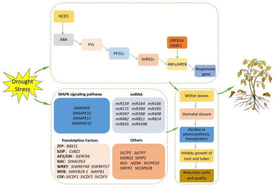 Horticulturae | Free Full-Text | Research Progress on Physiological, Biochemical, and Molecular ...
