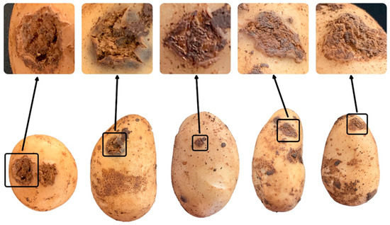 Biological Control of Streptomyces Species Causing Common Scabs in ...