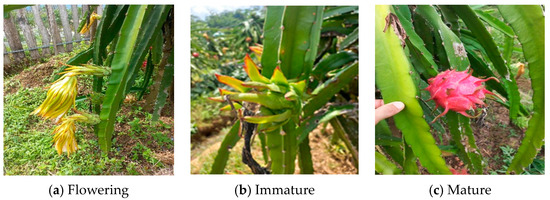An Efficient Detection Of The Pitaya Growth Status Based On The Yolov8n Cbn Model