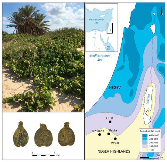 Propagating Terroir Revival in the Negev: How the Wine Industry Can ...
