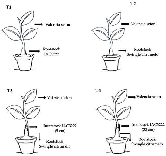 Effects of ‘Candidatus’ Liberibacter Asiaticus on the Root System of ...