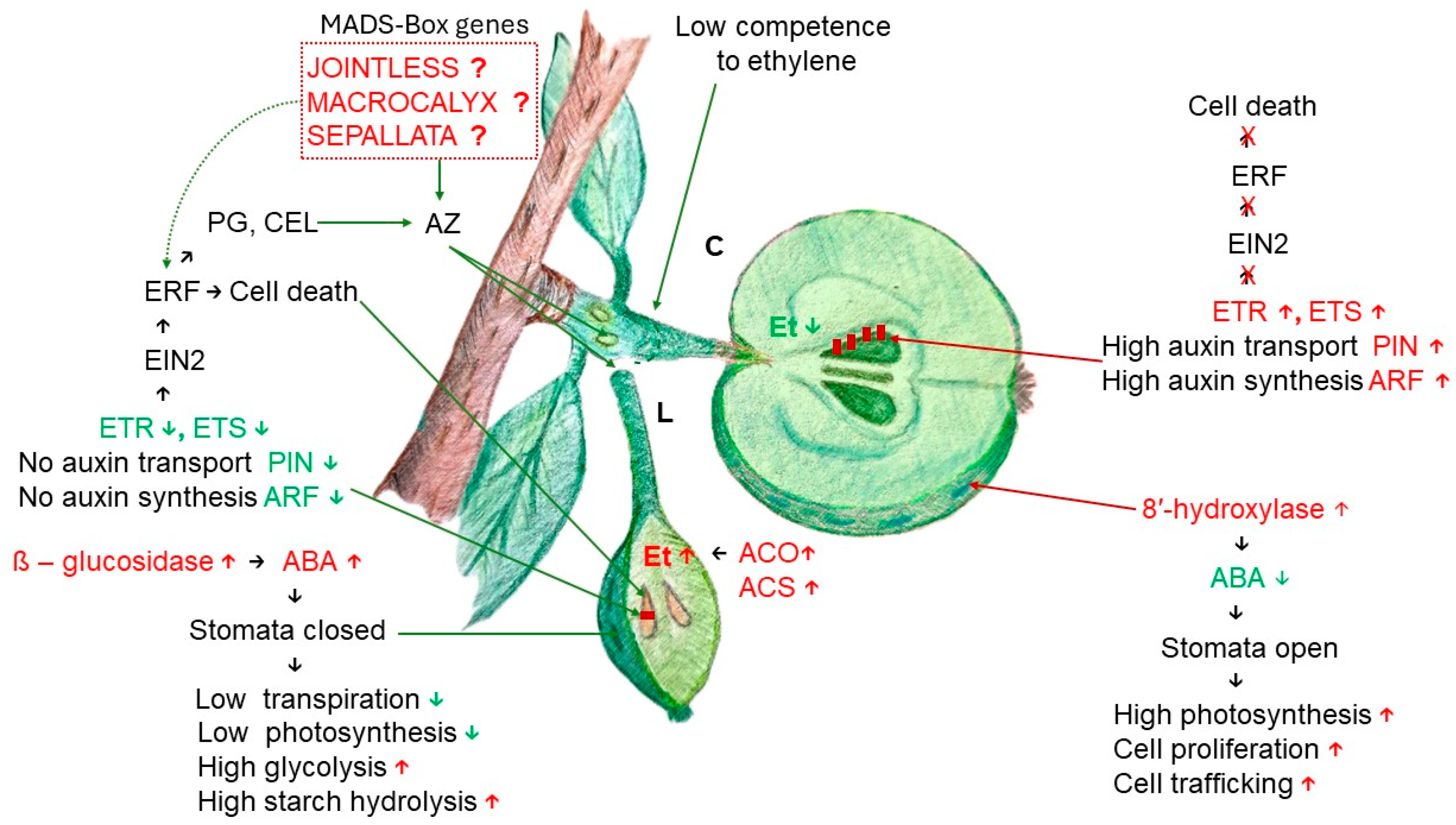 The Biological and Genetic Mechanisms of Fruit Drop in Apple Tree ...