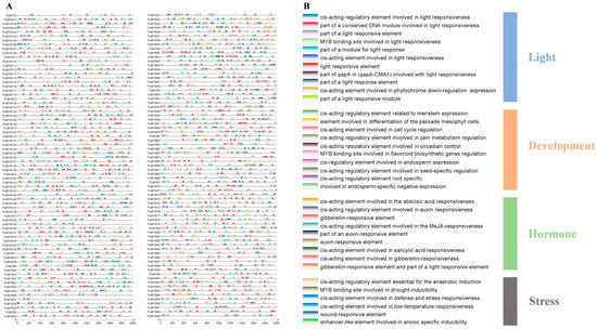 Genome-Wide Identification and Expression Analysis of ‘NanGuo’ Pear ...