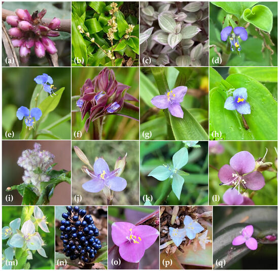Diversity and Utilization of Commelinaceae in Central Laos