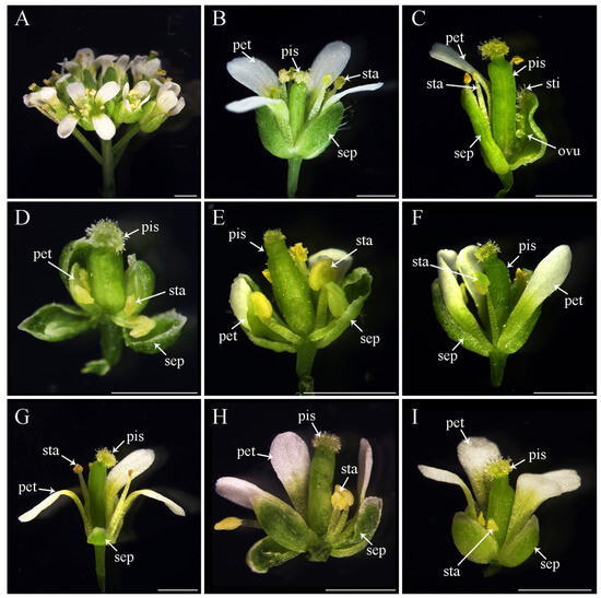 Characterization of AGAMOUS Ortholog and Promoter from the Ilex ...