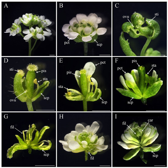 Characterization of AGAMOUS Ortholog and Promoter from the Ilex ...