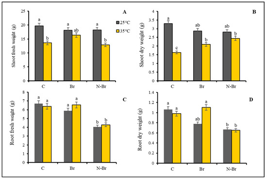 The Role of Brassinosteroids and Nano-Encapsulated Brassinosteroids in ...