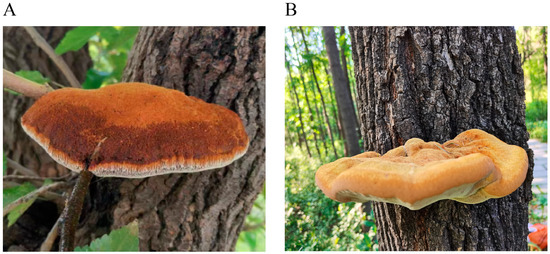 Research on the Mechanism of Root Endophytes of Morus alba L. and ...