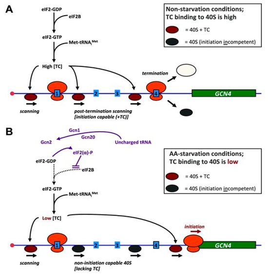 The GCN4 Transcription Factor: A Review of Its Functional Progress in Fungi