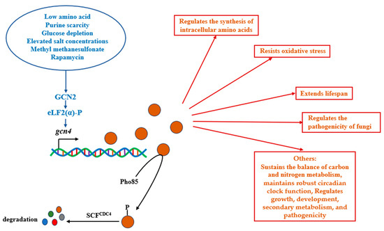 The GCN4 Transcription Factor: A Review of Its Functional Progress in Fungi
