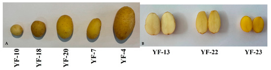 Early Generation Selection of Potato Breeding Lines