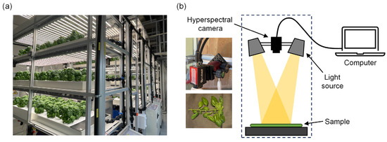 Non-Destructive Prediction of Rosmarinic Acid Content in Basil Plants ...