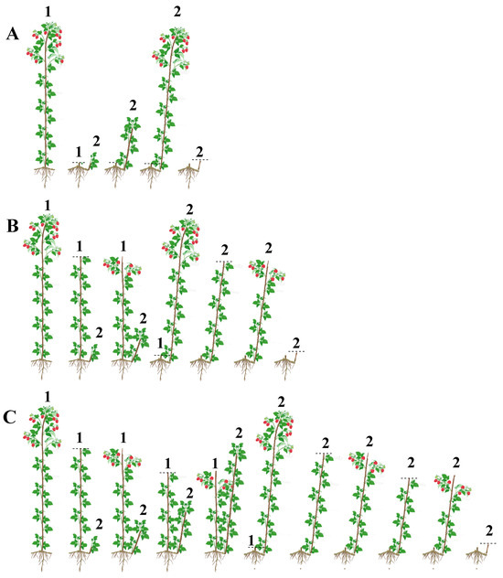 Cropping and Pruning Systems of Primocane Raspberries in the ...