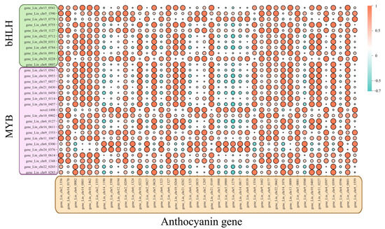 Integrated Transcriptome and Metabolome Analysis Revealed Mechanism Underlying Anthocyanin ...