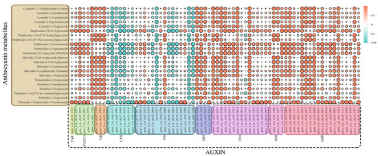 Integrated Transcriptome and Metabolome Analysis Revealed Mechanism Underlying Anthocyanin ...