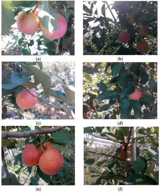 MSOAR-YOLOv10: Multi-Scale Occluded Apple Detection for Enhanced Harvest Robotics