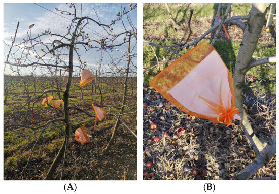 Analysis on Unveiling the Natural Dynamics of Parthenocarpy and Self ...