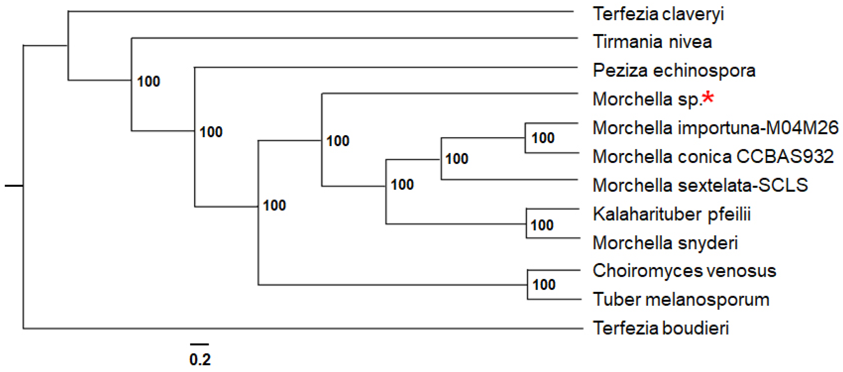 Whole-Genome Resequencing and Evolutionary Analysis of Wild Morel ...