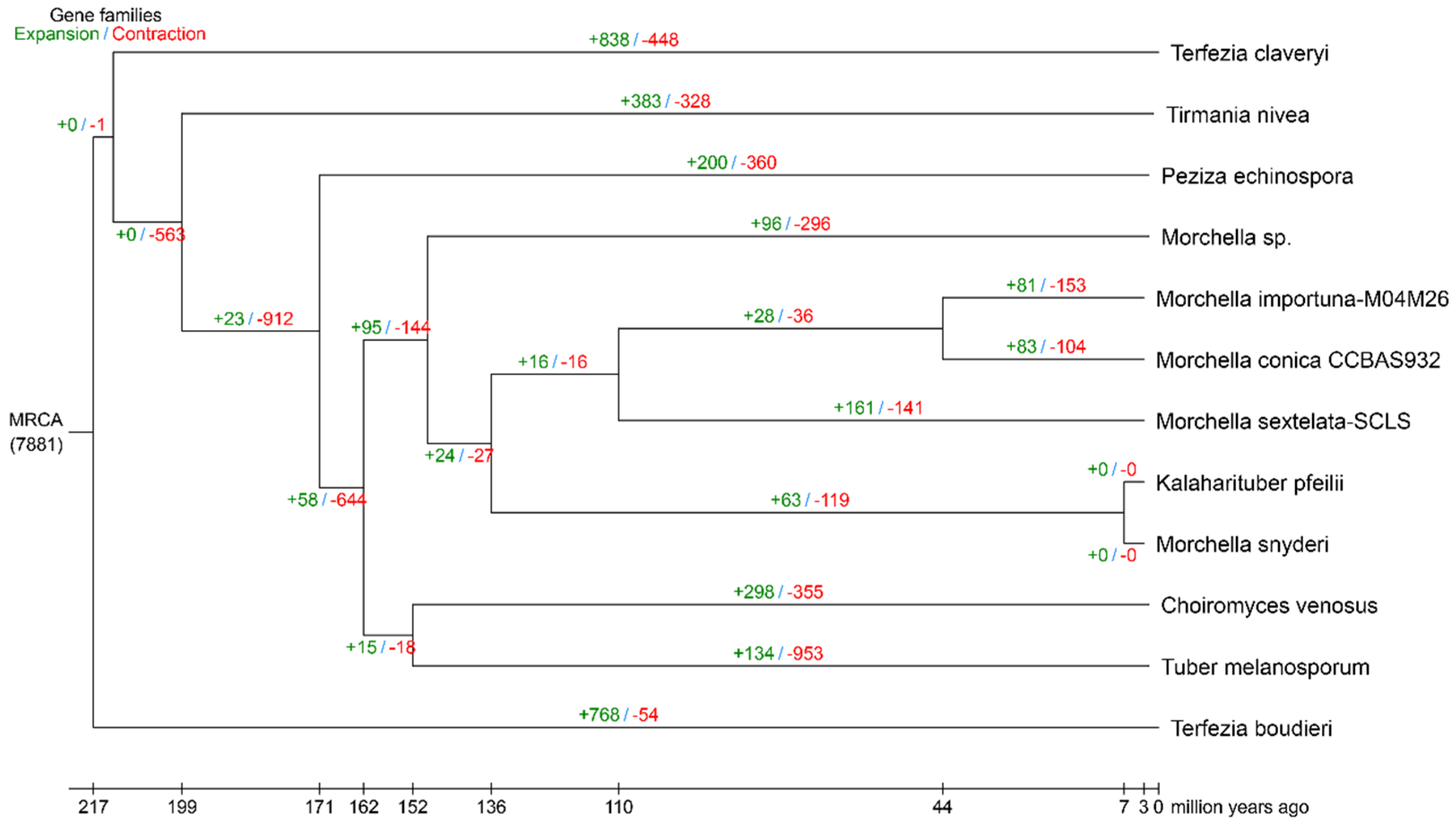 Whole-Genome Resequencing and Evolutionary Analysis of Wild Morel ...