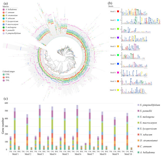 Genome-Wide Analysis of the NBS-LRR Gene Family and SSR Molecular ...