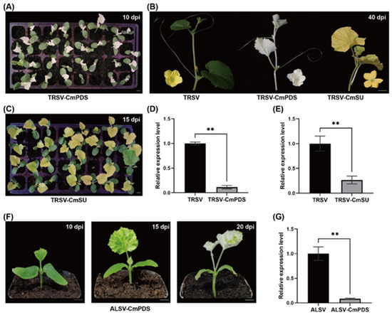Cucurbit Crops Acquired Silencing: Virus-Induced Post-Transcriptional ...