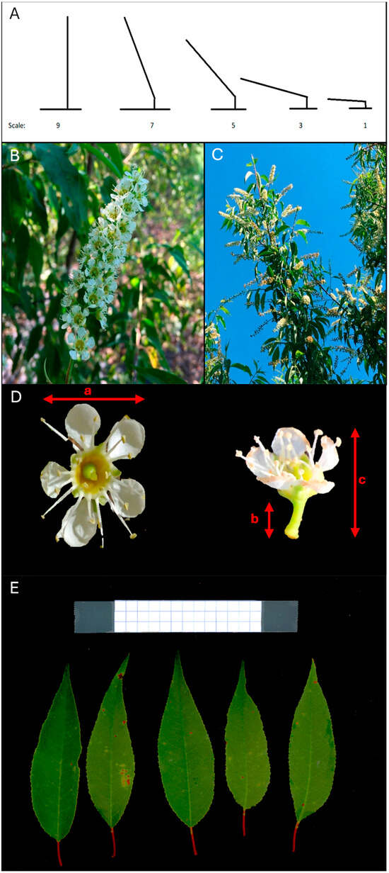 Morphological Characterization of P. serotina subsp. capuli Collected ...