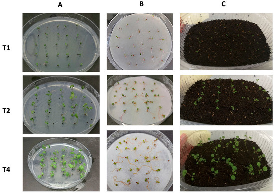 Standardization of an Effective Scarification and Germination Protocol ...