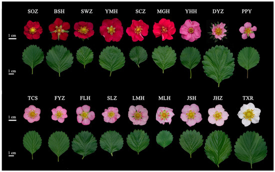 Phenotypic and Genetic Diversity Analysis of 18 Ornamental Strawberries