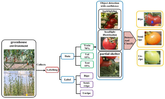 A Method for Tomato Ripeness Recognition and Detection Based on an Improved YOLOv8 Model