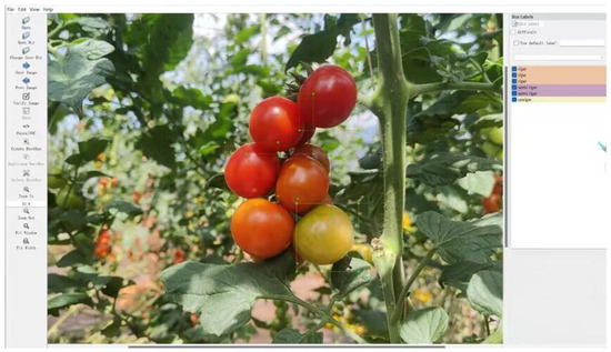 A Method for Tomato Ripeness Recognition and Detection Based on an Improved YOLOv8 Model