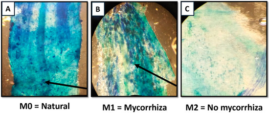 Rooting for Resilience: Arbuscular Mycorrhizal Fungi (AMF) Boost Citrus ...