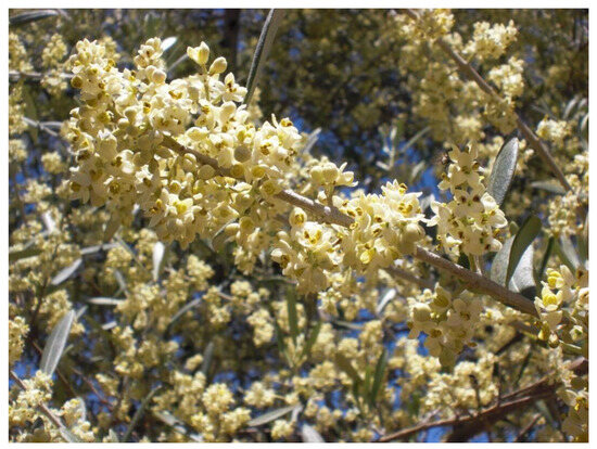 Why Olive Produces Many More Flowers than Fruit—A Critical Analysis