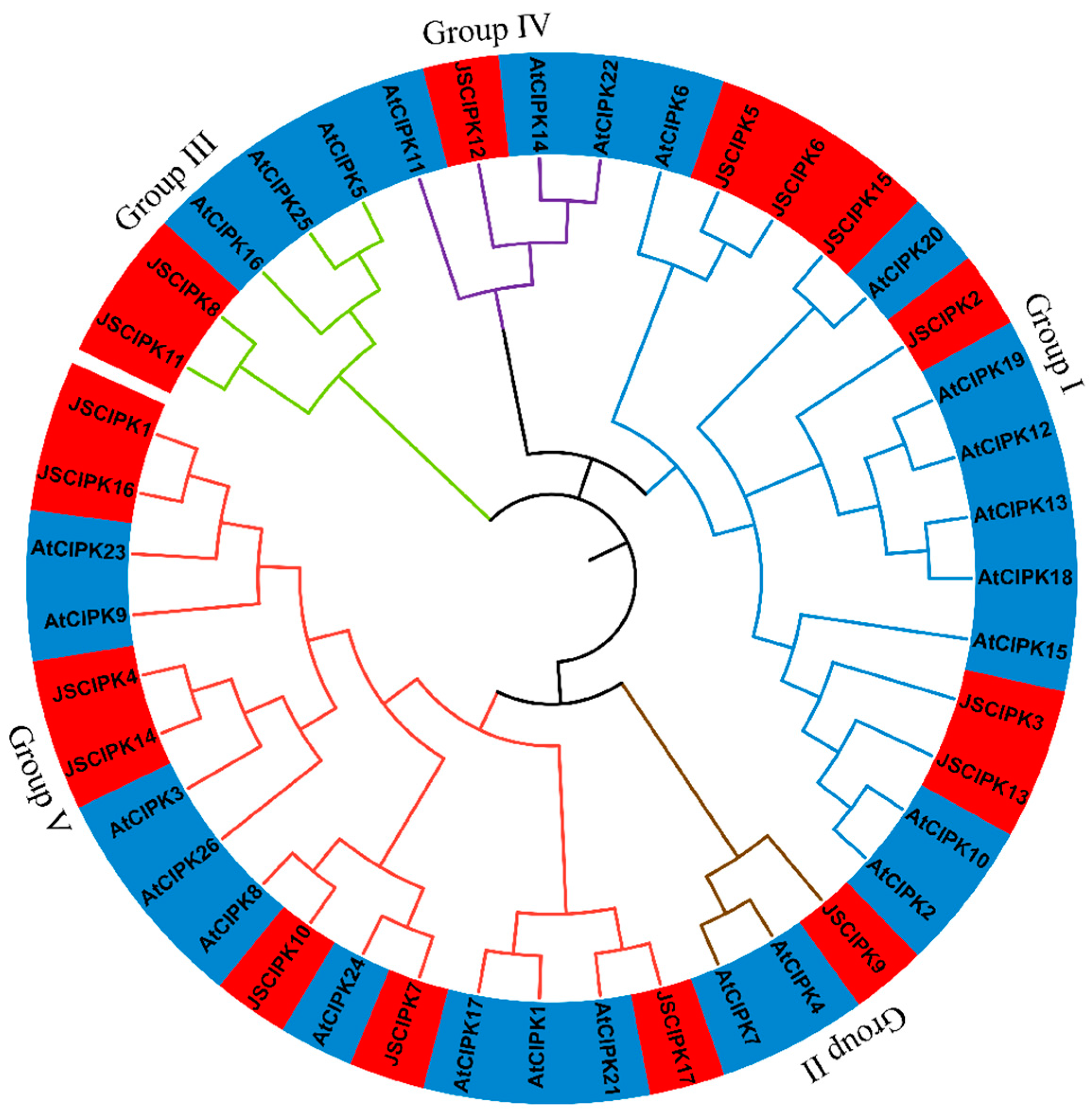 Genome-Wide Identification of the CIPK Gene Family in Jasmine and ...