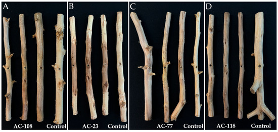 Identification and Pathogenicity of Causal Agents of Apple Canker Disease in Kazakhstan