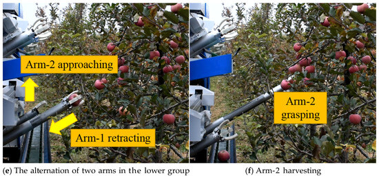 Dynamic Task Planning for Multi-Arm Harvesting Robots Under Multiple ...