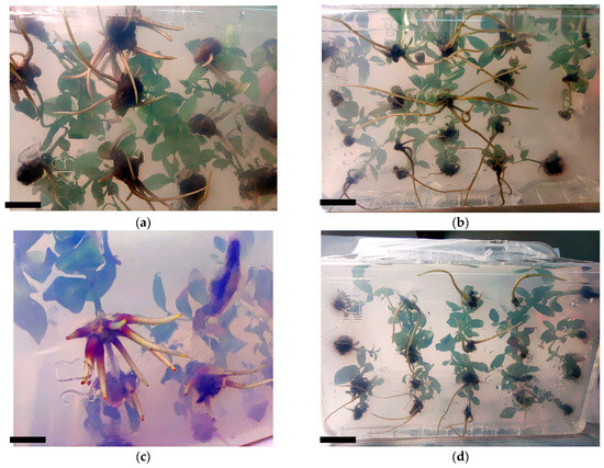 Efficient Micropropagation by Ex Vitro Rooting of Myrtus communis L.