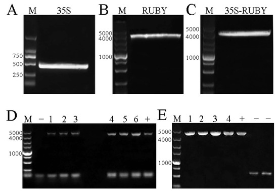Construction of an Editing System for Forest Tree Genomes Based on an ...