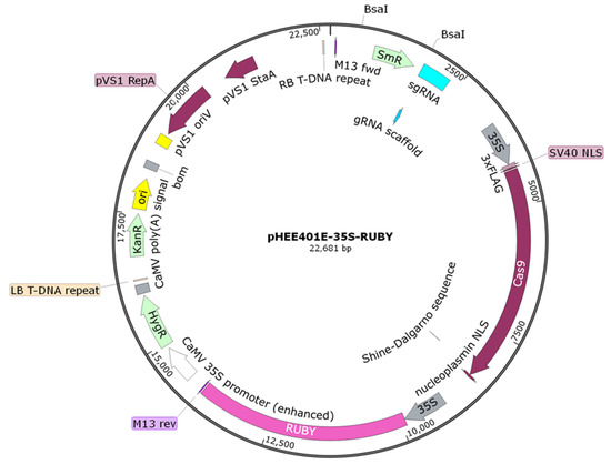 Construction of an Editing System for Forest Tree Genomes Based on an ...