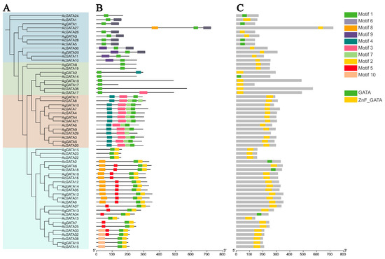 Genome-Wide Identification of GATA Transcription Factors in Acorus and Expression Patterns Under ...