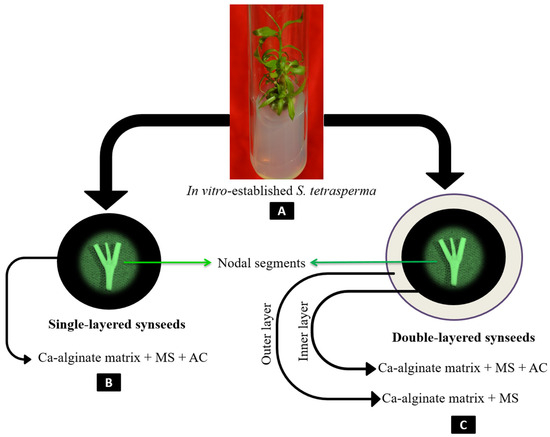 Optimizing Storage and Regeneration of Clonal Propagules of Salix ...