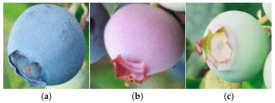 A Blueberry Maturity Detection Method Integrating Attention-Driven Multi-Scale Feature ...