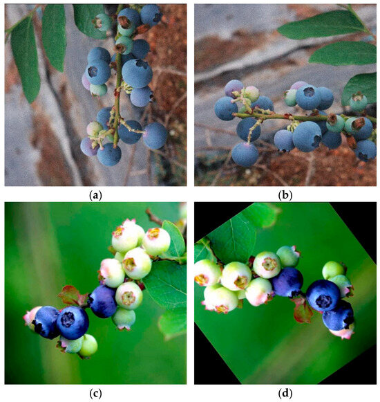 A Blueberry Maturity Detection Method Integrating Attention-Driven Multi-Scale Feature ...