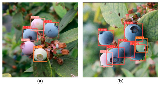 A Blueberry Maturity Detection Method Integrating Attention-Driven Multi-Scale Feature ...