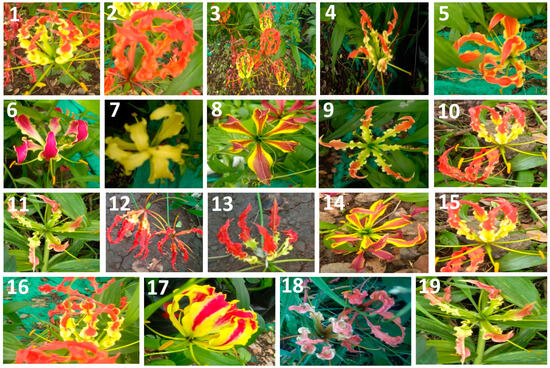 Assessment of Genetic Diversity by Morphological, Biochemical, and ...
