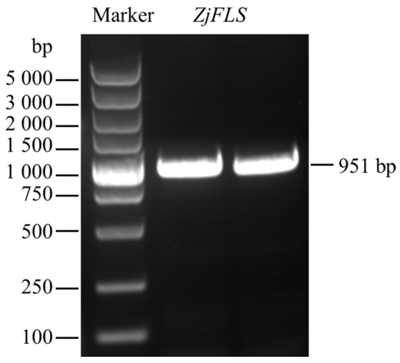 Cloning and Functional Analysis of Flavonol Synthase Gene ZjFLS from Chinese Jujube (Ziziphus ...