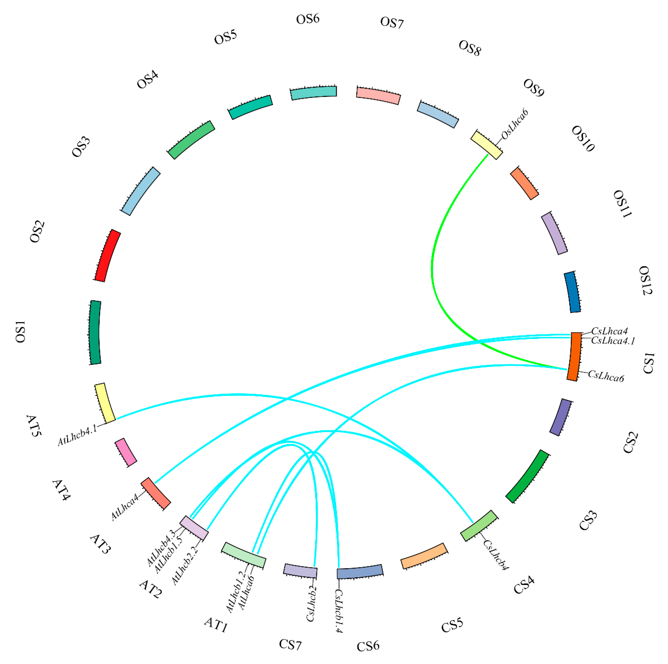 Genome-Wide Identification of Cucumber Lhc Genes’ Family and Their ...
