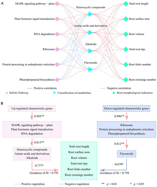 Joint Transcriptomic and Metabolomic Analysis of Molecular Physiological Mechanisms of Tea Tree ...