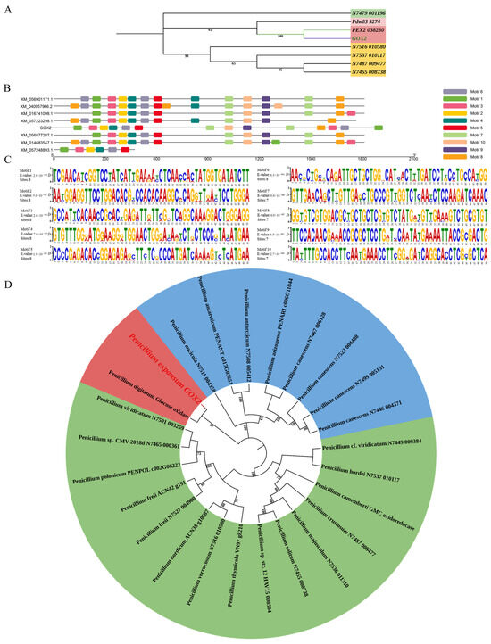 Functional Analysis of Penicillium expansum Glucose Oxidase-Encoding ...