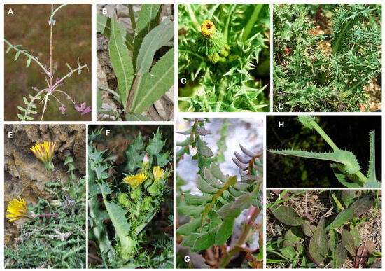 Sonchus Species of the Mediterranean Region: From Wild Food to ...